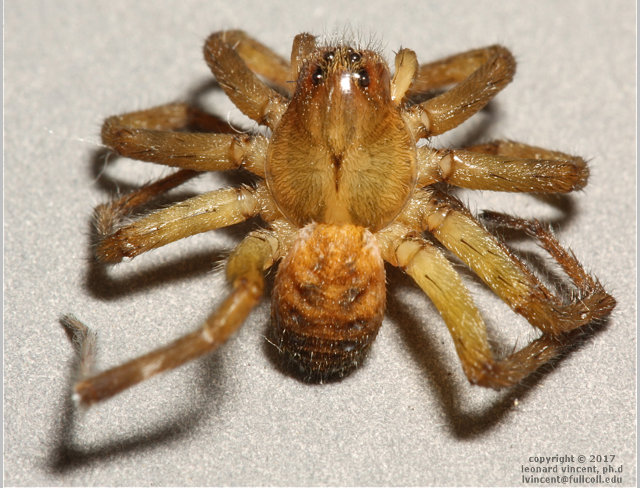 Wandering Spiders | Spider Guide Orange County